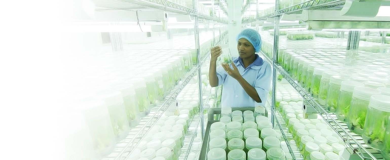 Hayleys Agro Biotech | Horticulture in Sri Lanka